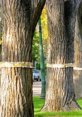 Emerald Ash Borer Treatment Options